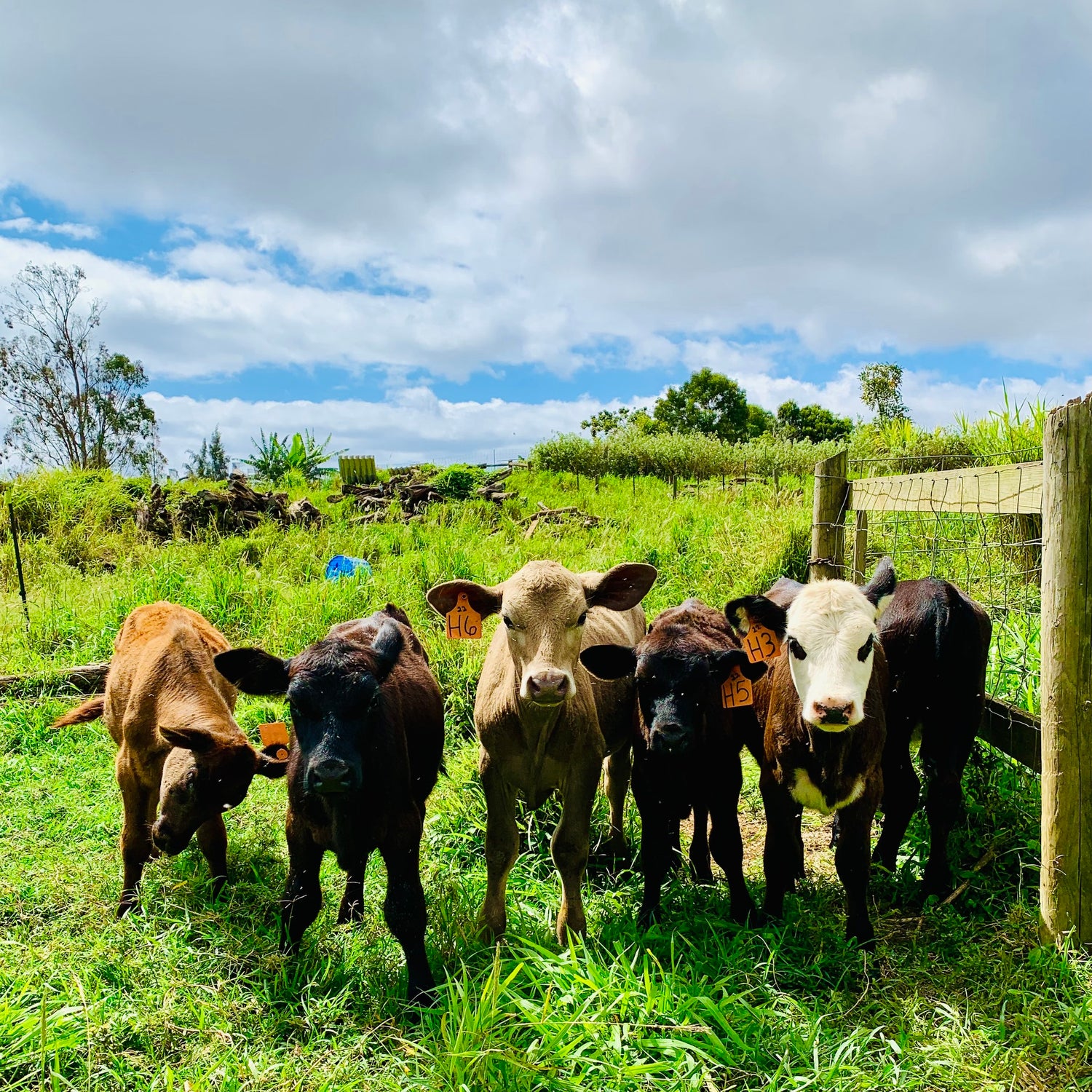 Savoring Paradise: 5 Reasons to Adore Ulupalakua Ranch Menu – Ulupalakua Ranch Store
