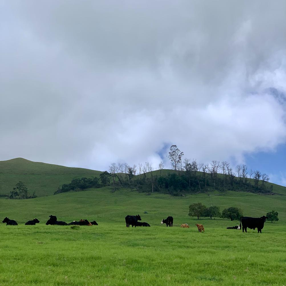Ulupalakua Ranch Store – Ulupalakua Ranch Store