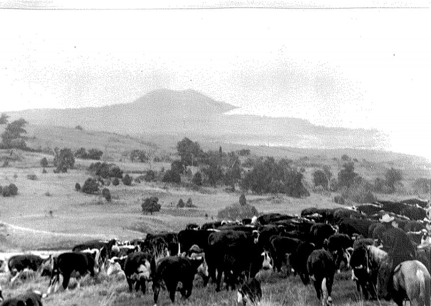 Paniolo Culture – Ulupalakua Ranch Store